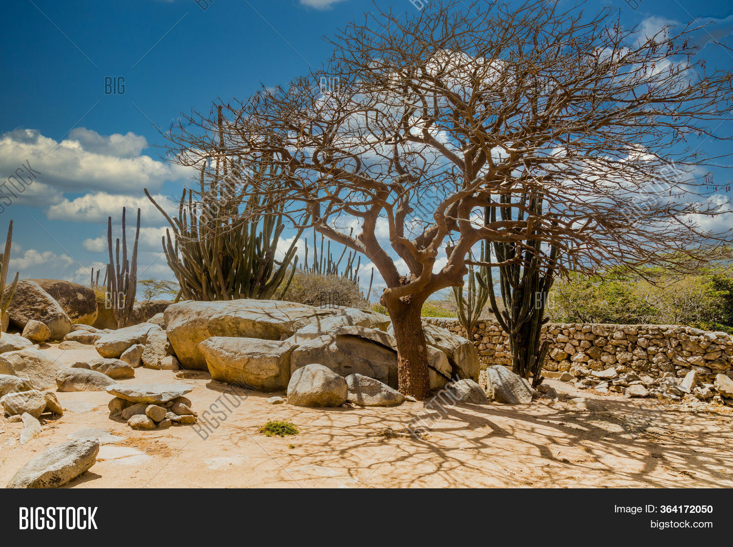 Arid Dry Desert Cactus Image & Photo (Free Trial) | Bigstock