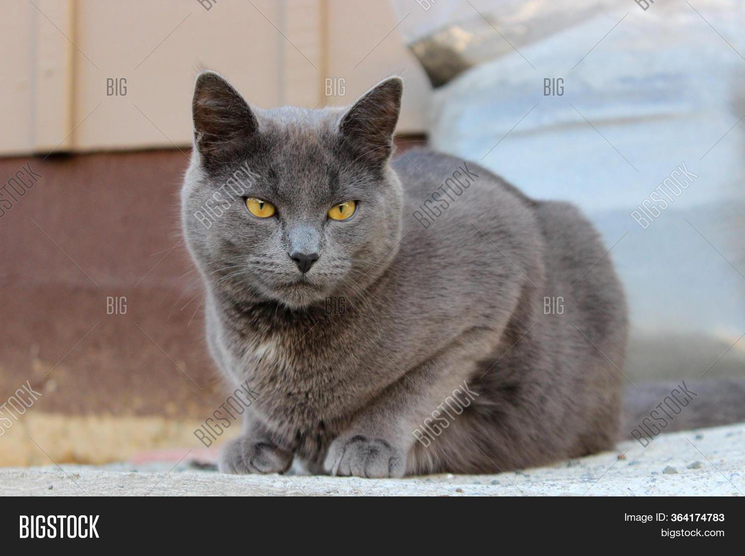 Grey Cat Yellow Eyes Image & Photo (Free Trial) | Bigstock