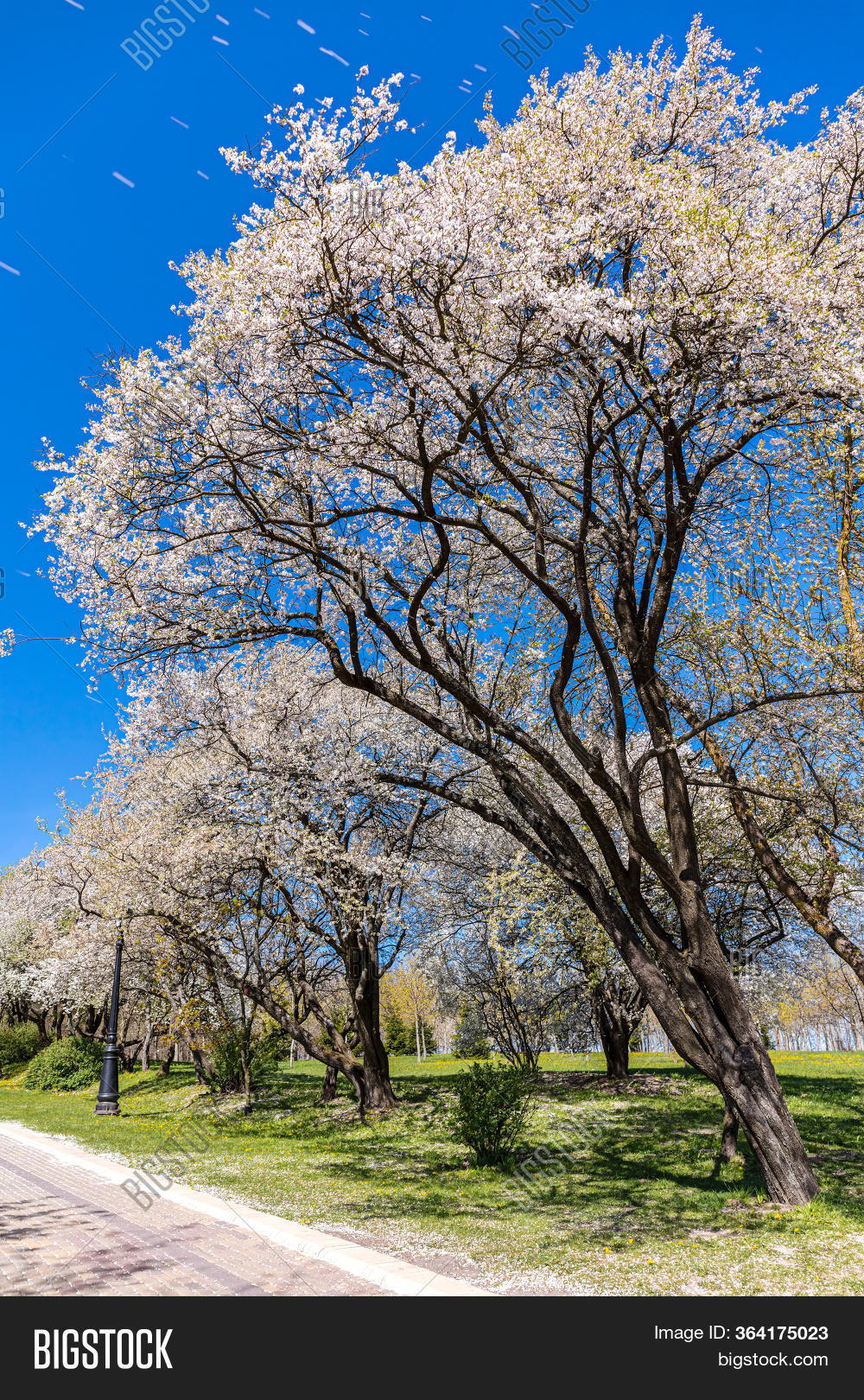 Beautiful Cherry Trees Image & Photo (Free Trial) | Bigstock