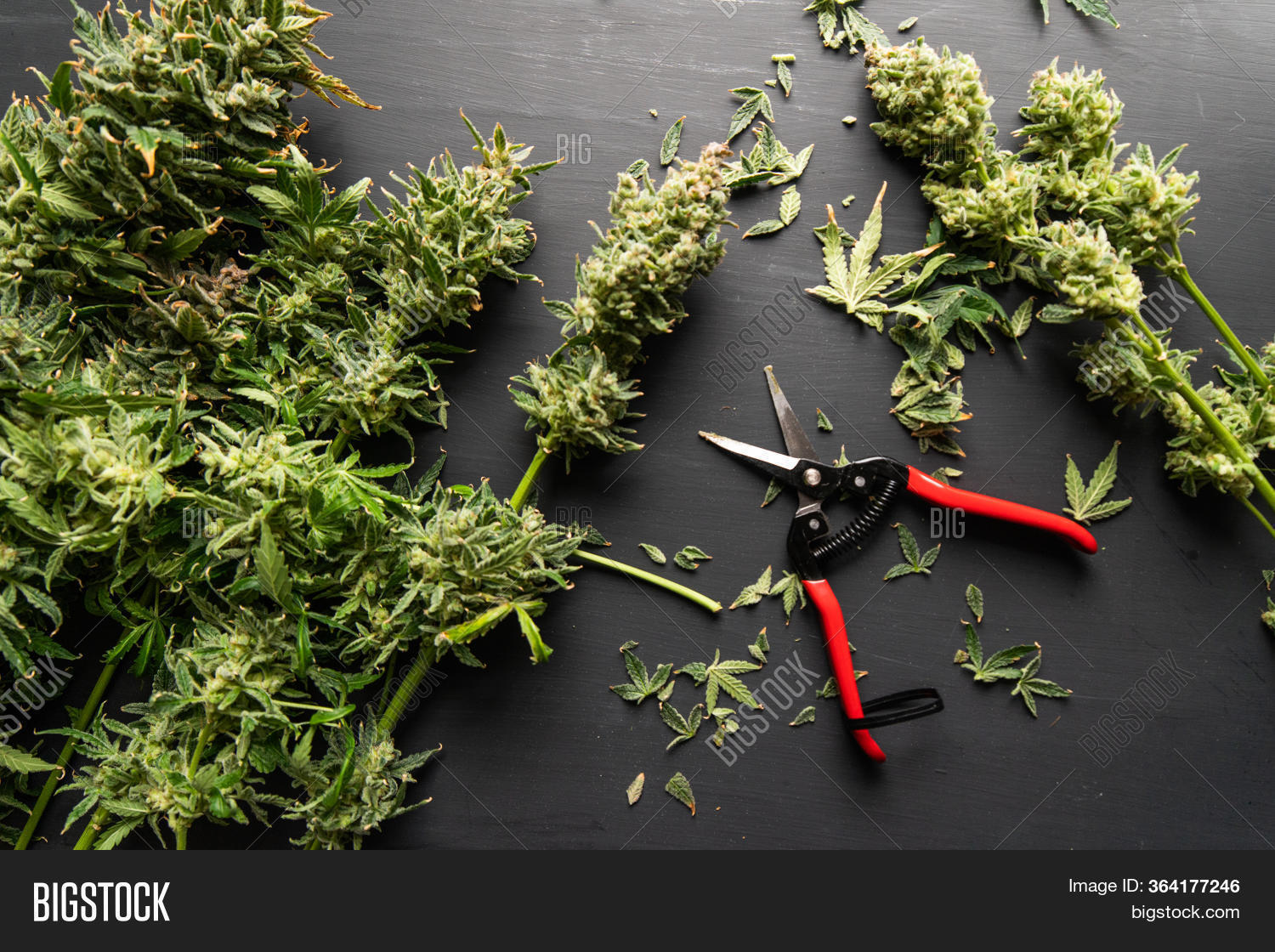 Growers Trim Their Pot Image & Photo (Free Trial) | Bigstock