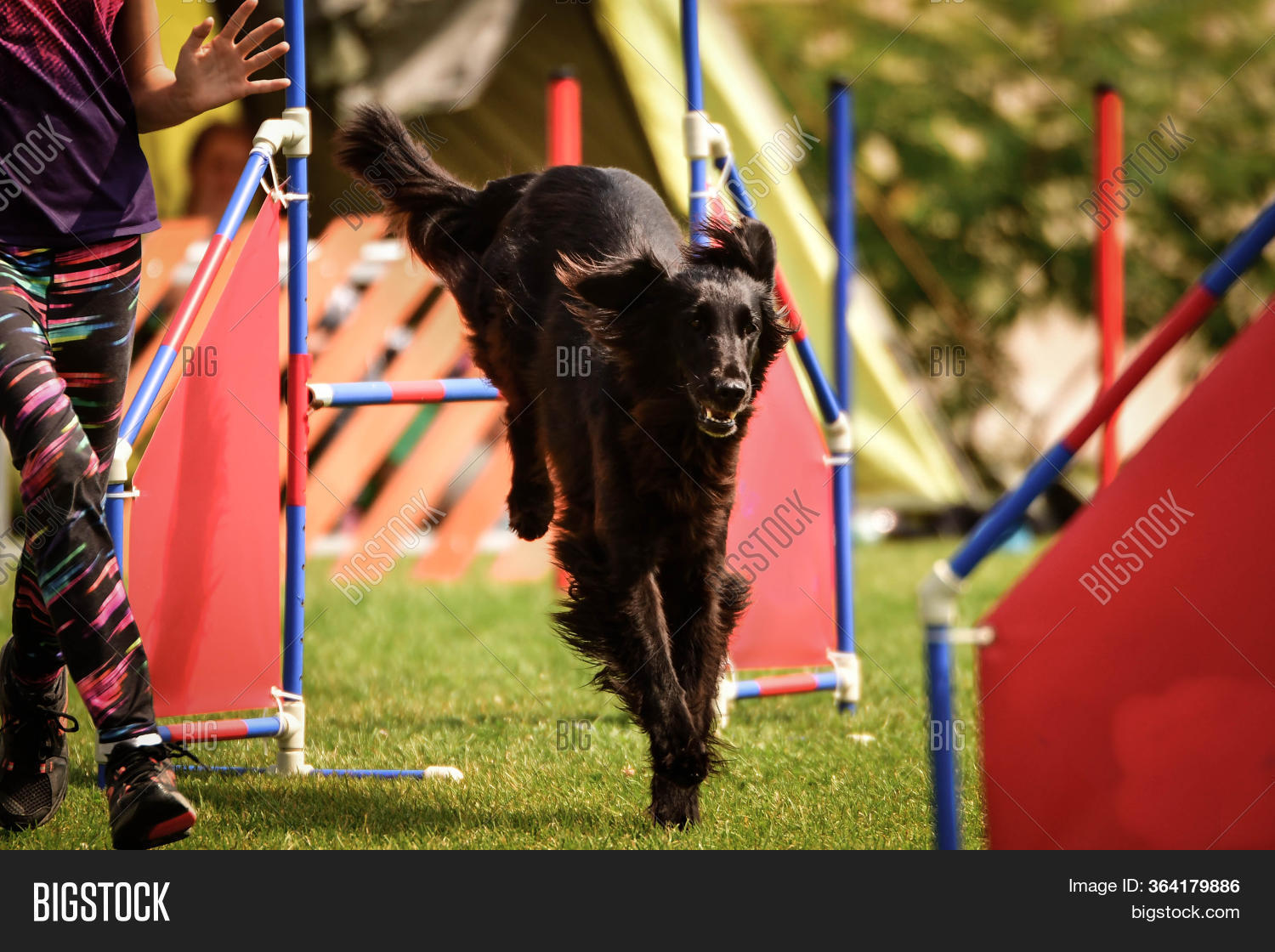 Black Dog On Agility Image & Photo (Free Trial) | Bigstock