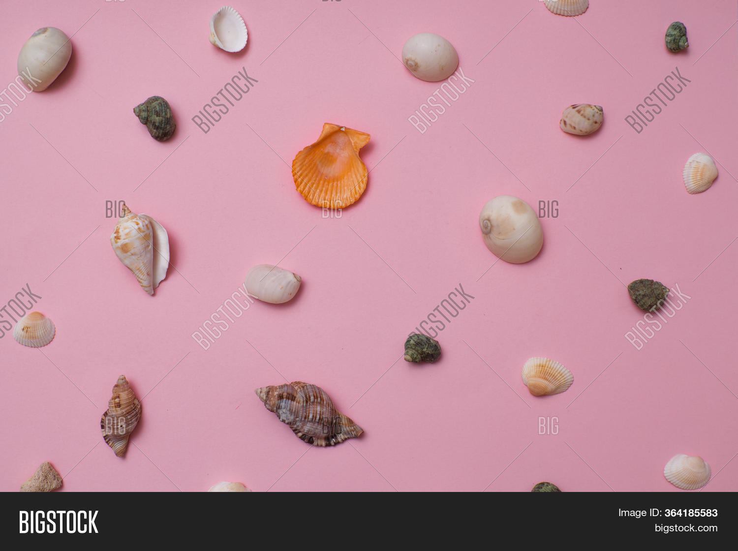Different Seashells On Image & Photo (Free Trial) | Bigstock