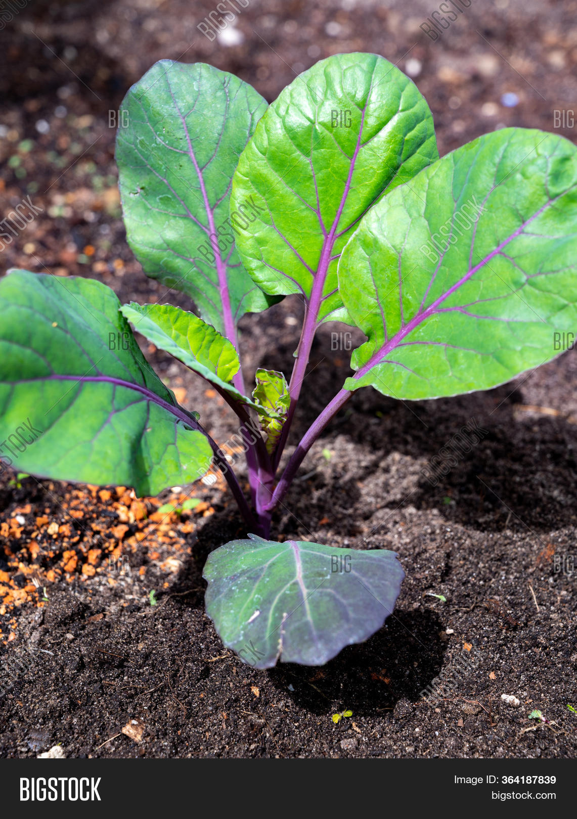 Young Shoots Purple Image & Photo (Free Trial) | Bigstock