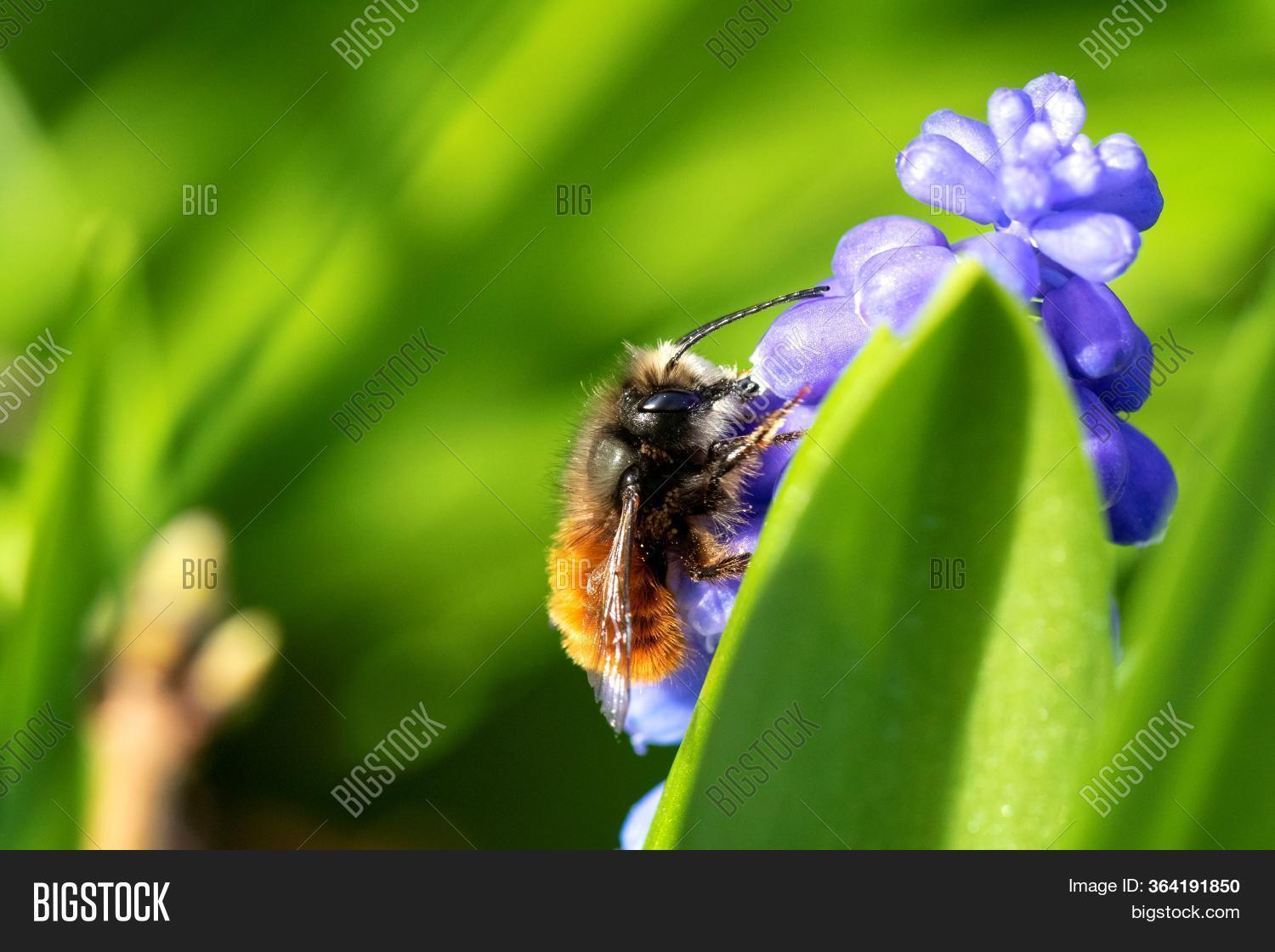 Macro Portrait Bee Image & Photo (Free Trial) | Bigstock