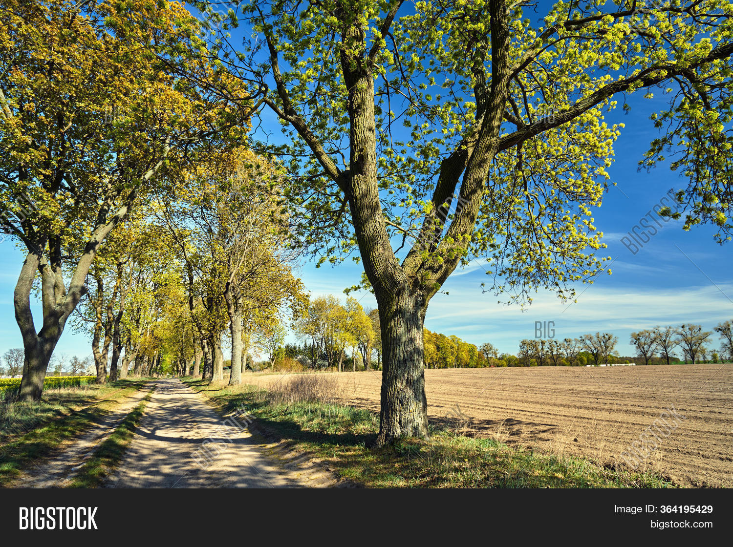 Trees Growing Along Image & Photo (Free Trial) | Bigstock