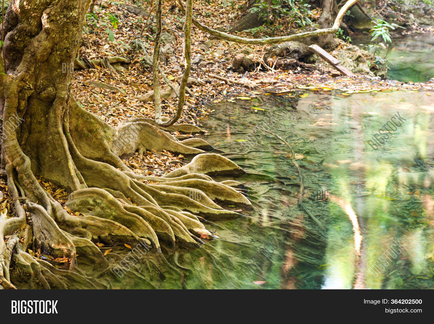 Tropical Tree Roots Image & Photo (Free Trial) | Bigstock