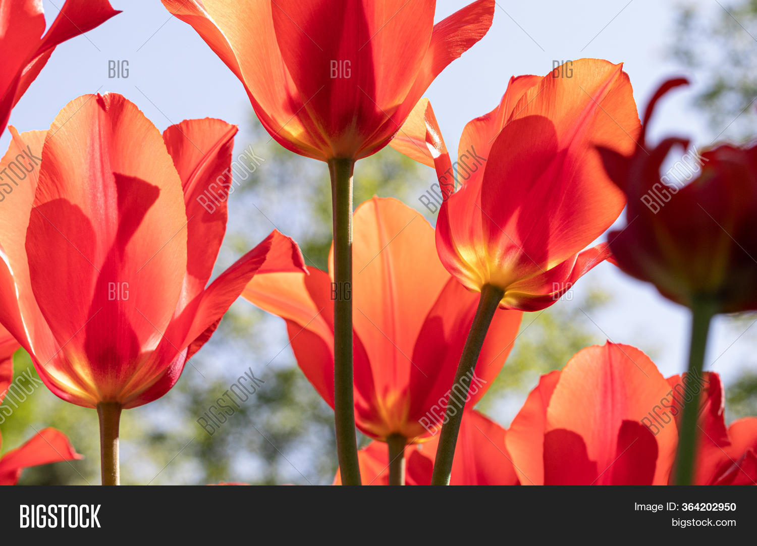 Red Tulips. Flower. Image & Photo (Free Trial) | Bigstock