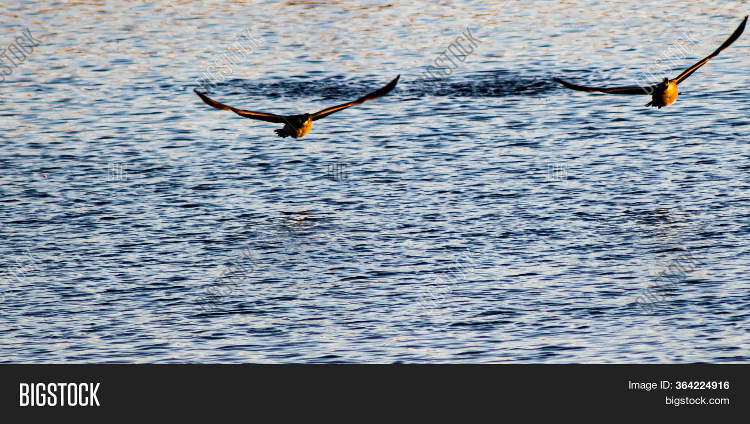 Geese Flying Over Image & Photo (Free Trial) | Bigstock
