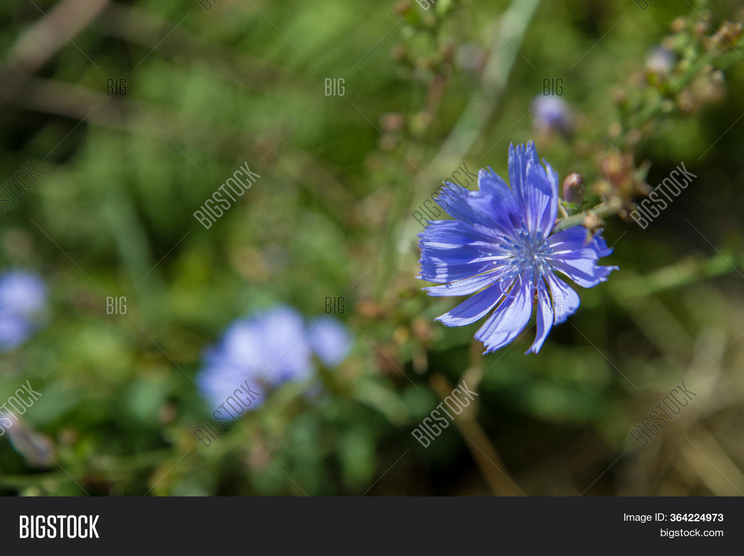 Common Chicory Plant Image & Photo (Free Trial) | Bigstock