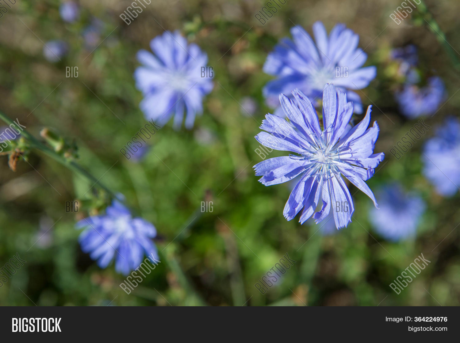 Common Chicory Plant Image & Photo (Free Trial) | Bigstock