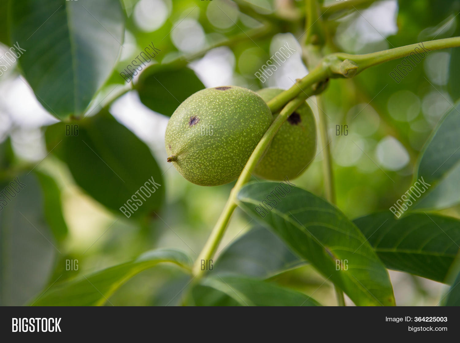 Common Walnut Tree Image & Photo (Free Trial) | Bigstock