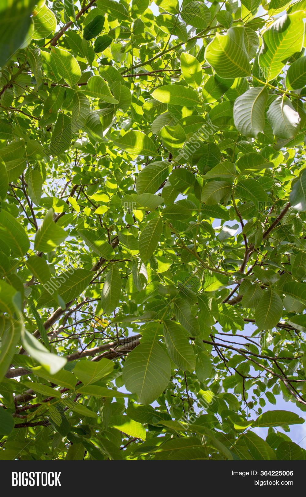 Common Walnut Tree Image & Photo (Free Trial) | Bigstock
