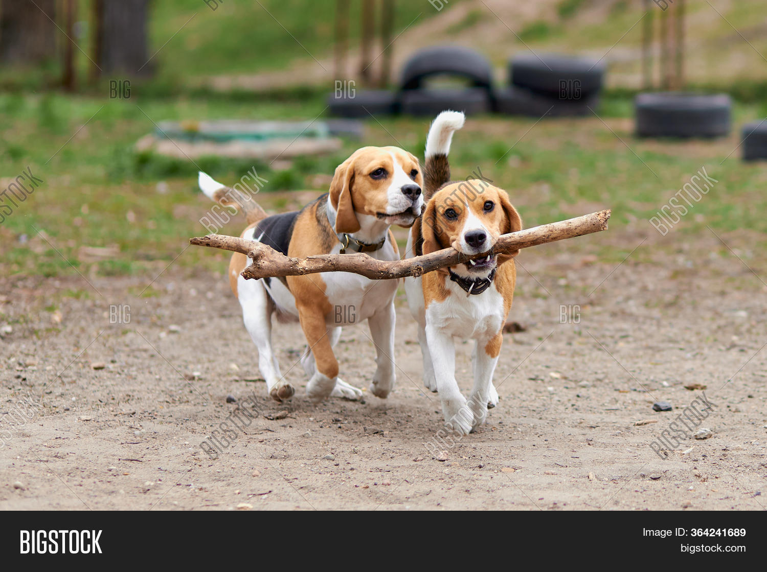 Two Beagle Dogs Play Image & Photo (Free Trial) | Bigstock