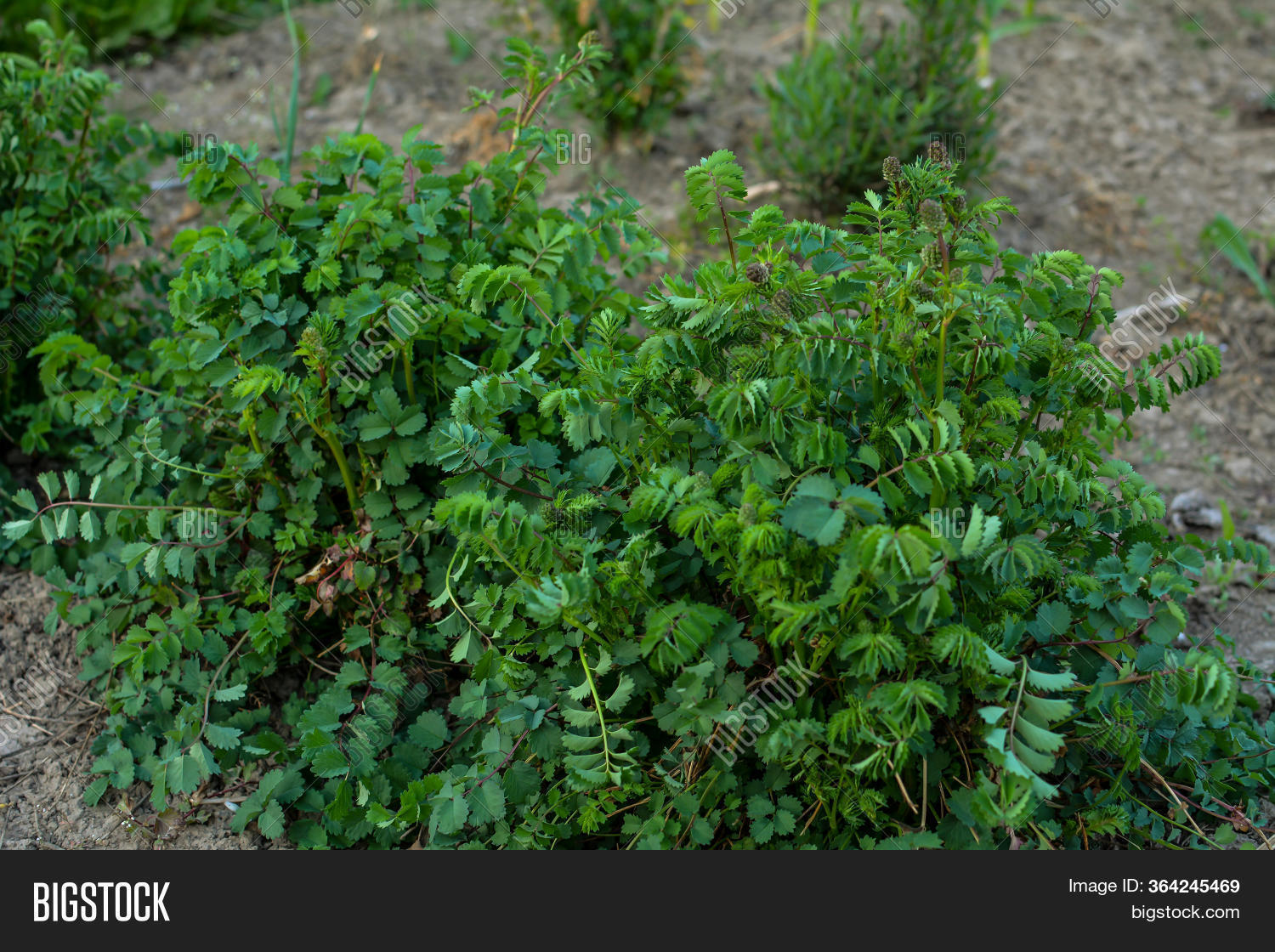 Salad Burnet Image & Photo (Free Trial) | Bigstock