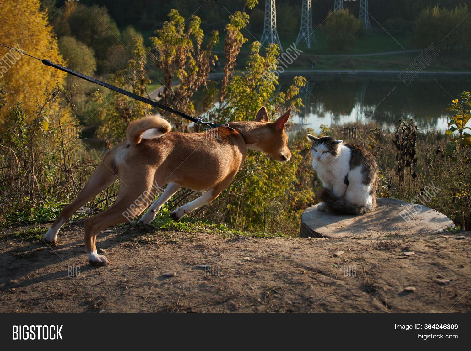 Dog Basenji Breed Saw Image & Photo (Free Trial) | Bigstock