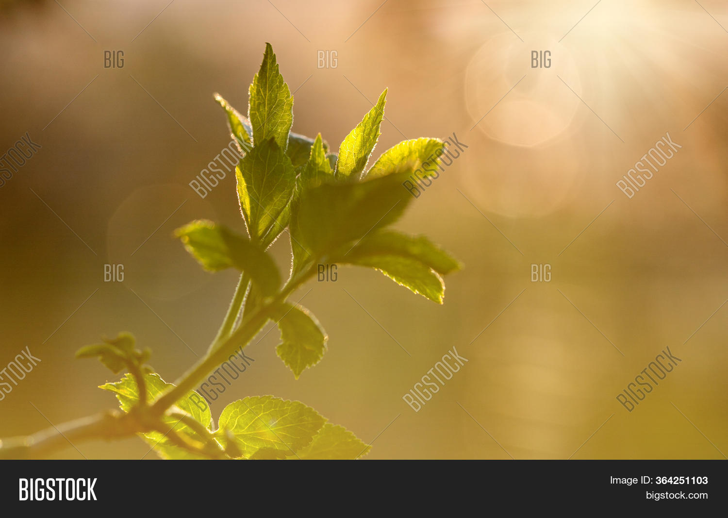 Fresh Green Leaves Image & Photo (Free Trial) | Bigstock