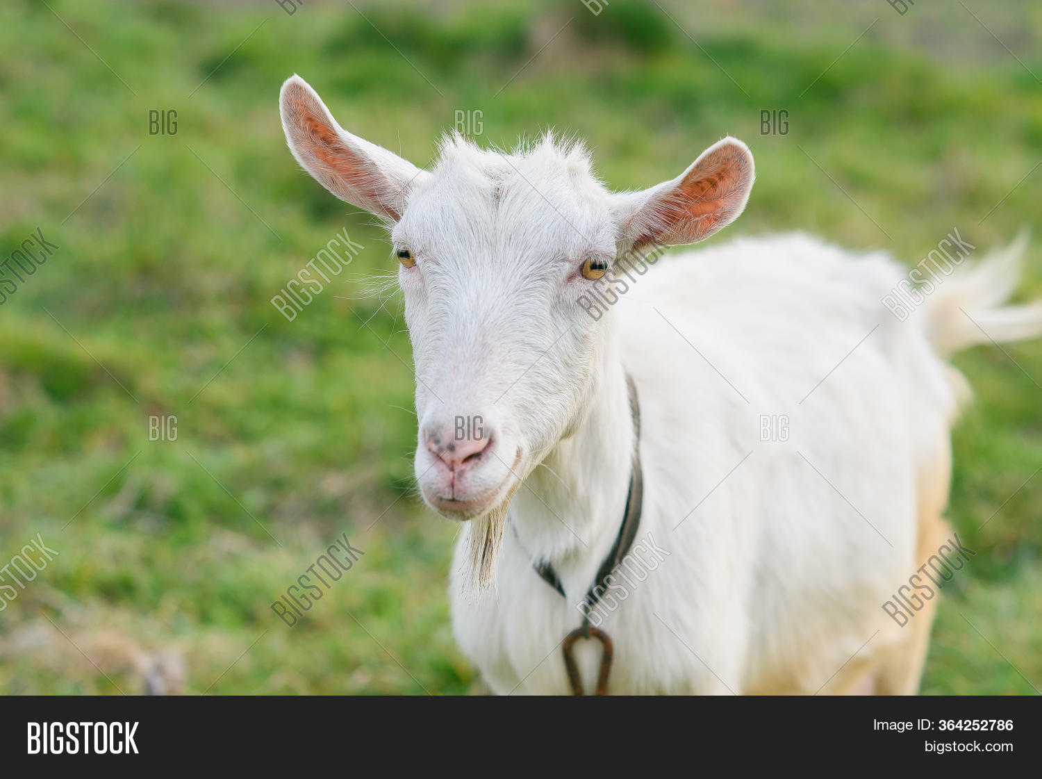 Funny Joyful Goat Image & Photo (Free Trial) | Bigstock
