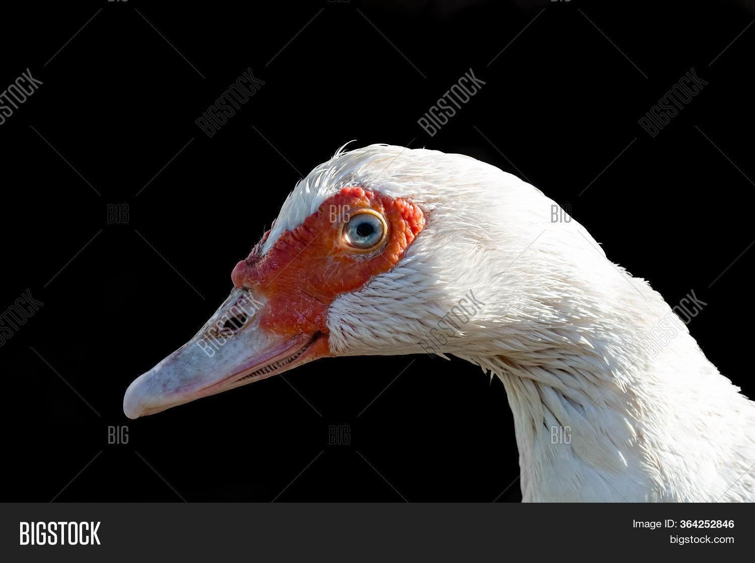 Portrait White Duck Image & Photo (Free Trial) | Bigstock