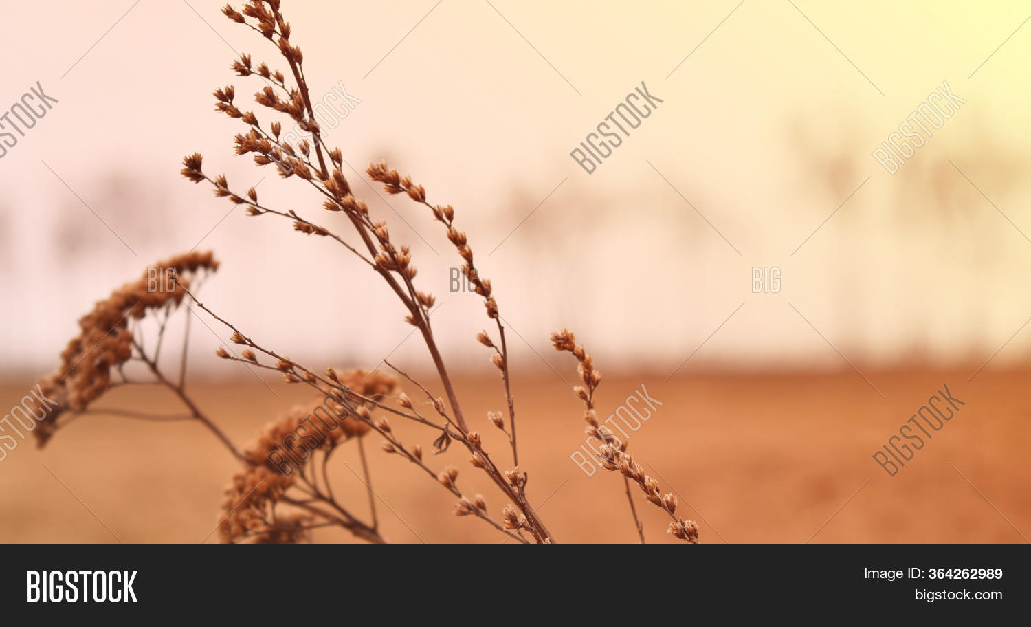 Dry Grass Closeup On Image & Photo (Free Trial) | Bigstock