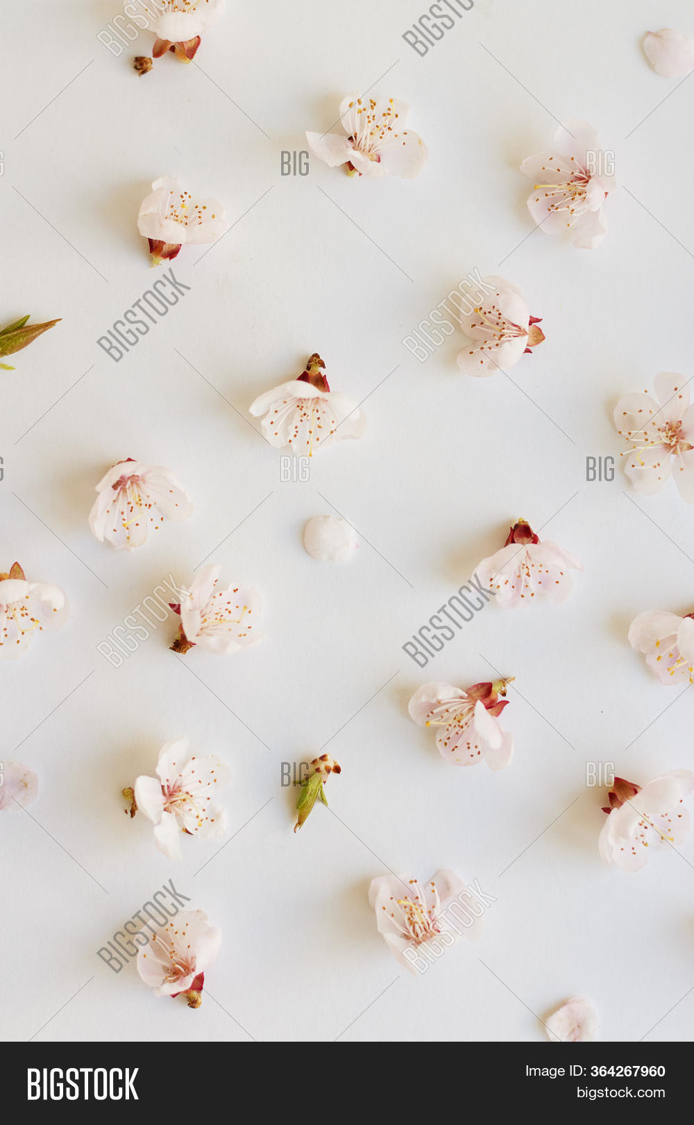 Pattern Pink Apricot Image & Photo (Free Trial) | Bigstock