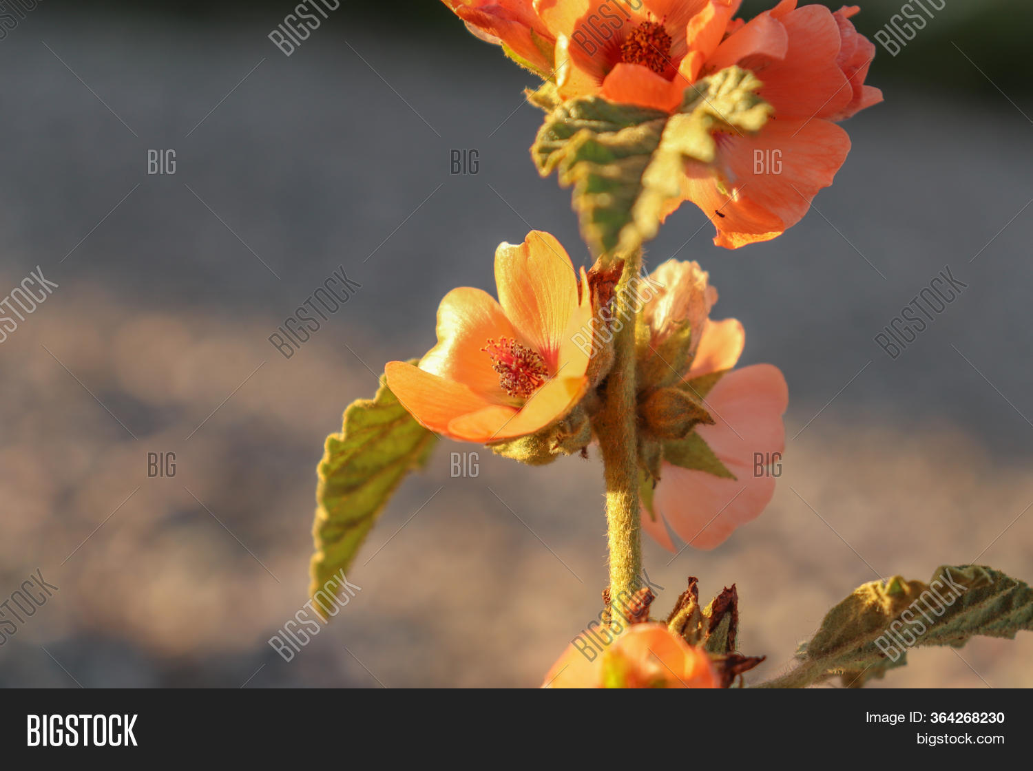 Sphaeralcea Image & Photo (Free Trial) | Bigstock