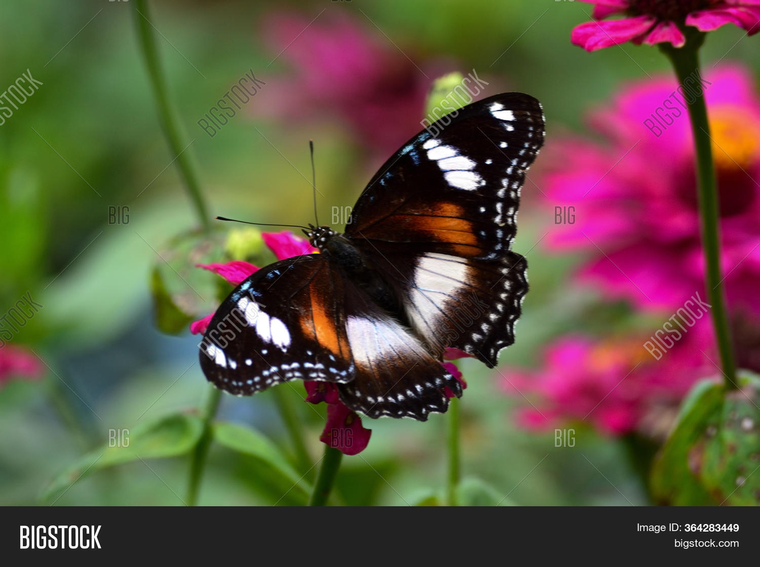 Tailed Judy, Abisara Image & Photo (Free Trial) | Bigstock