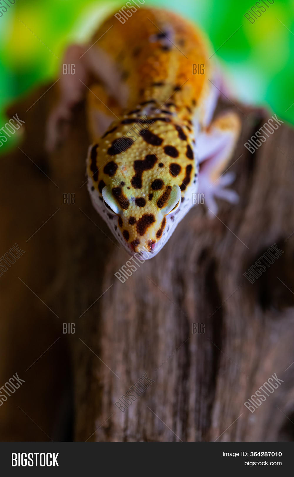 Leopard Gecko Lizard, Image & Photo (Free Trial) | Bigstock