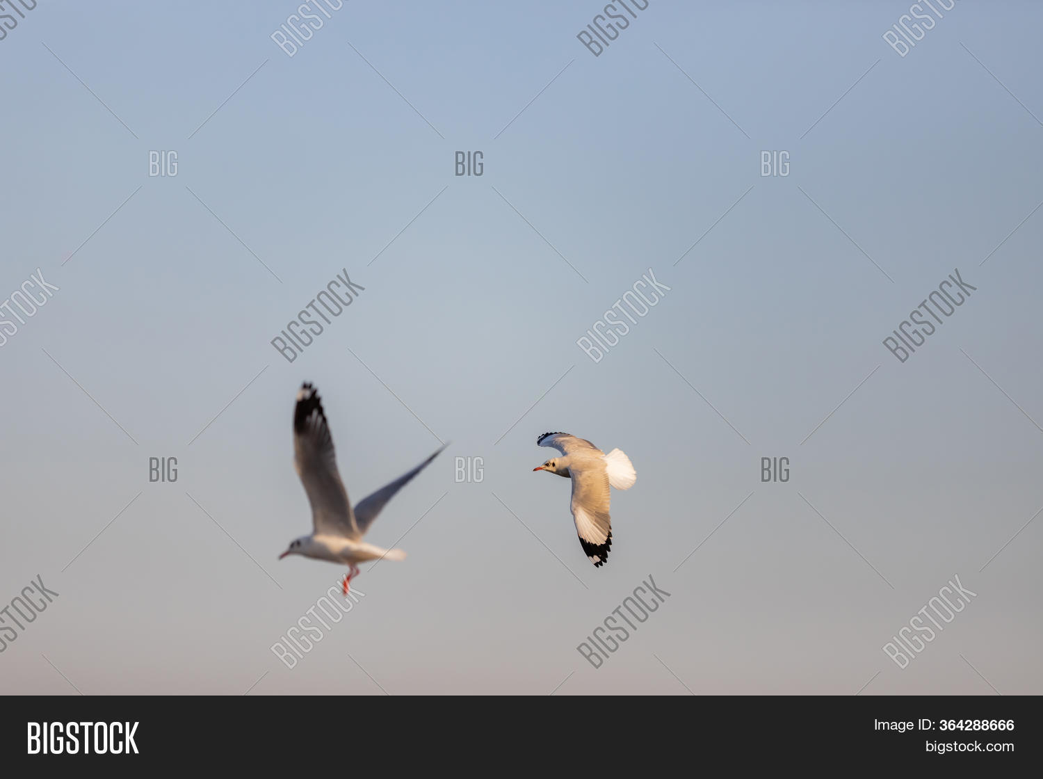 Group Seagulls Bang Pu Image & Photo (Free Trial) | Bigstock