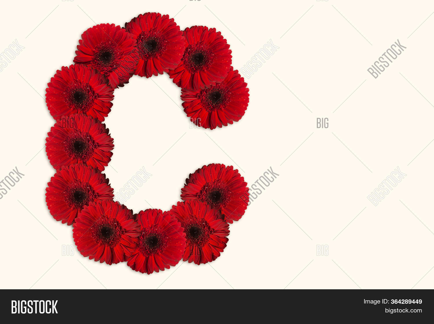 Letter C Daisy Flower Image & Photo (Free Trial) | Bigstock