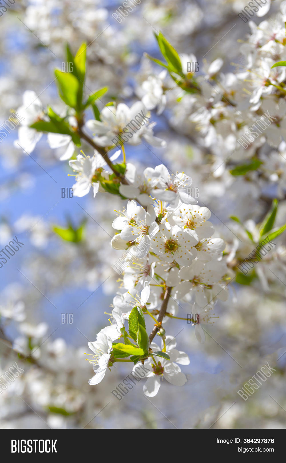 Beautiful Spring White Image & Photo (Free Trial) | Bigstock