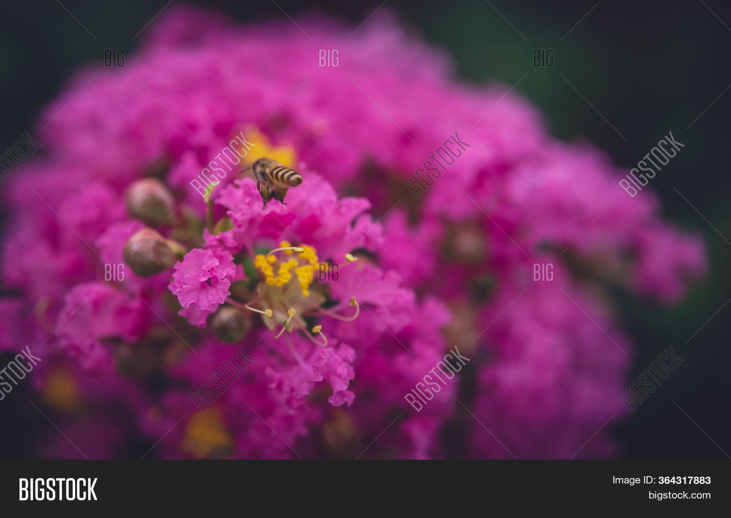 Selective Focus Shot Image & Photo (Free Trial) | Bigstock