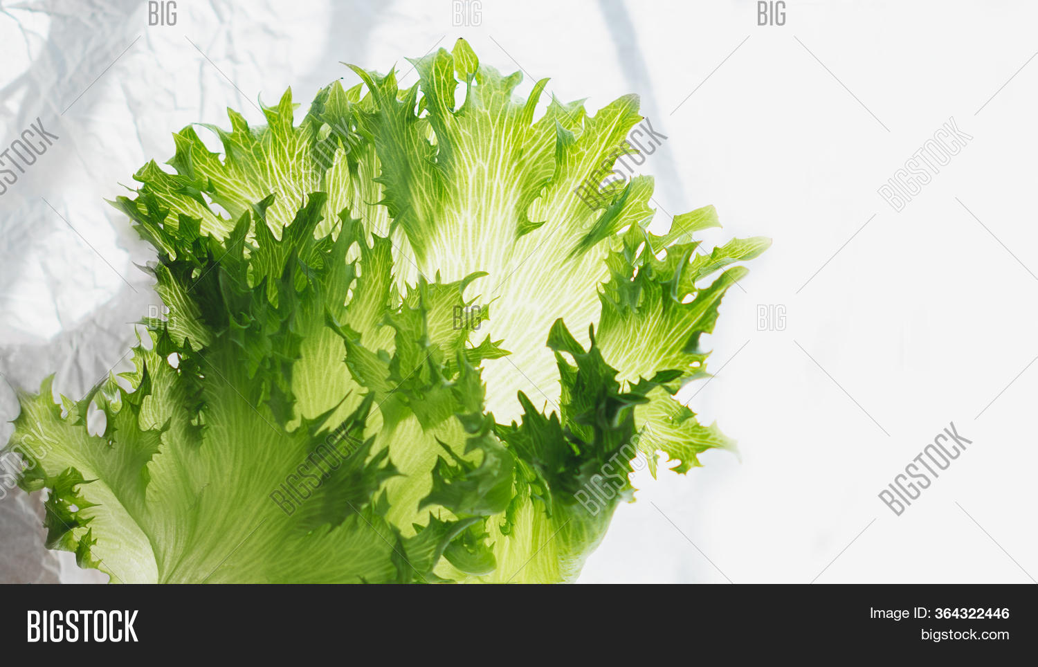 Lettuce On White Image & Photo (Free Trial) | Bigstock