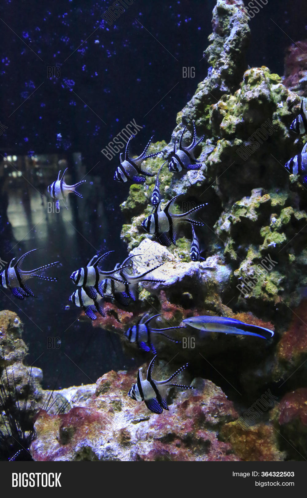 School Beautifyul Fish Image & Photo (Free Trial) | Bigstock