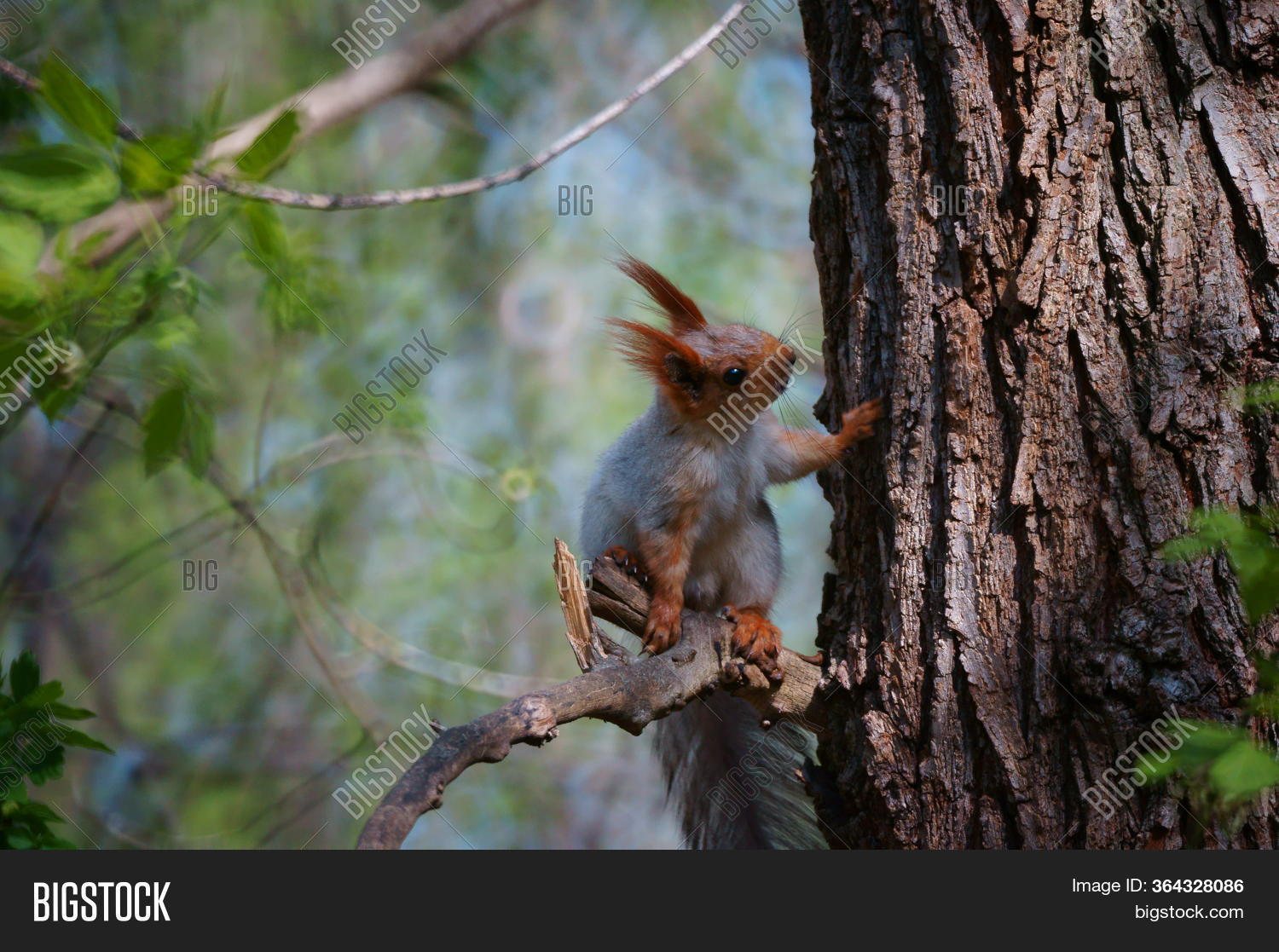 Squirrel On Tree Image & Photo (Free Trial) | Bigstock