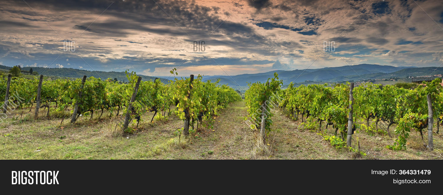 Yellow Vineyard During Image & Photo (Free Trial) | Bigstock