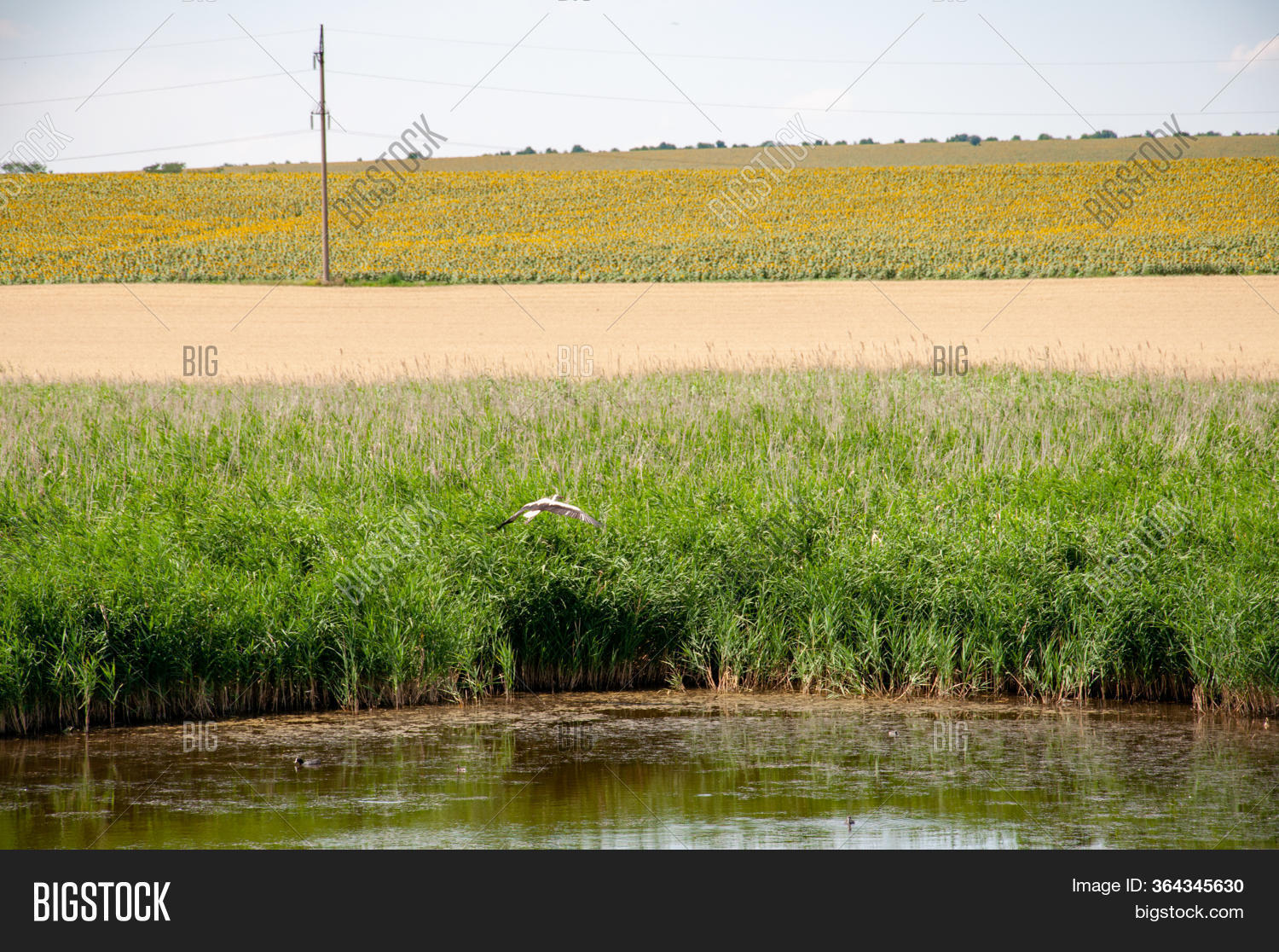 Blurry Ditch-water Image & Photo (Free Trial) | Bigstock