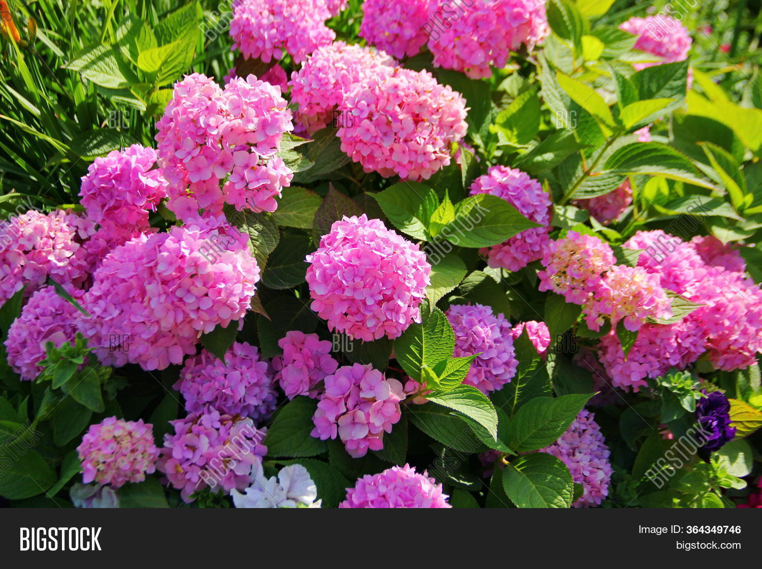 Pink Hydrangea Flower Image & Photo (Free Trial) | Bigstock