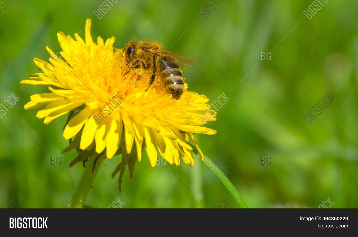 Bee Full Pollen Image & Photo (Free Trial) | Bigstock