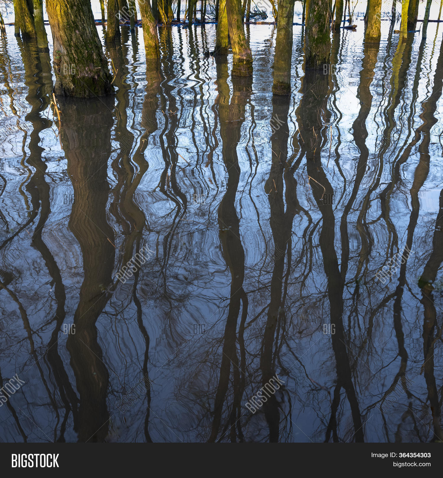 Flooded Trees Image & Photo (Free Trial) | Bigstock