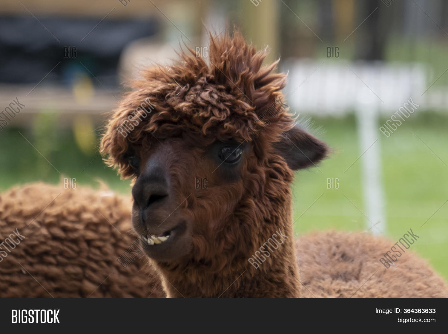 Brown Alpaca Front, Image & Photo (Free Trial) | Bigstock