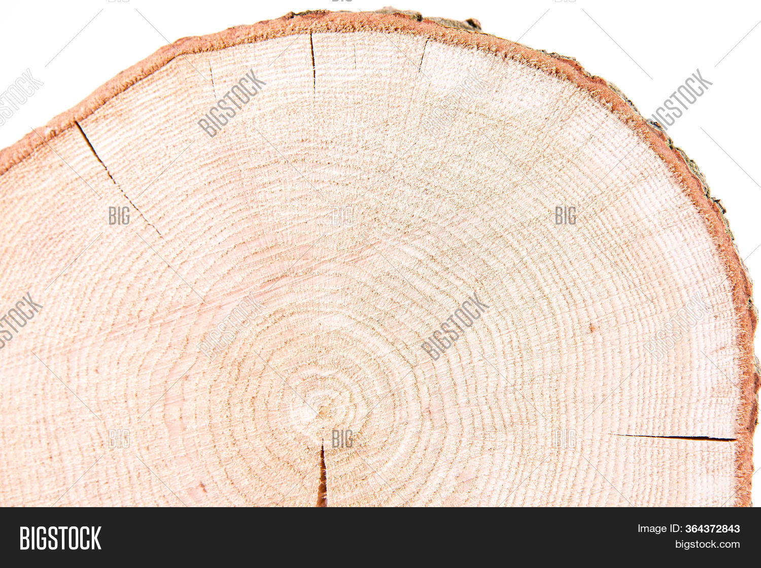 Slice Fresh Oak Wood Image & Photo (Free Trial) | Bigstock