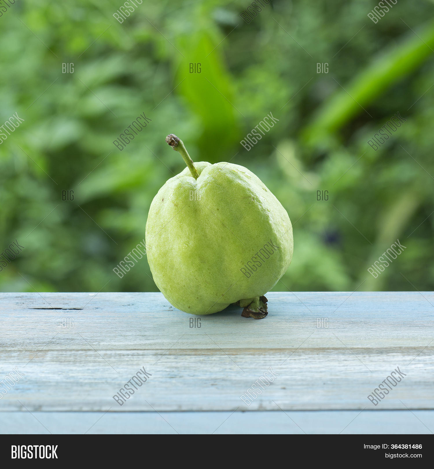 Fresh Guava Fruit On Image & Photo (Free Trial) | Bigstock