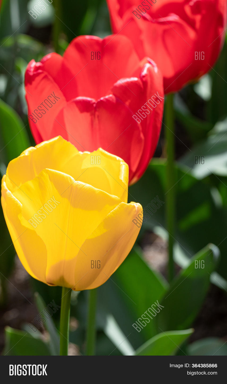 Red Yellow. Tulips. Image & Photo (Free Trial) | Bigstock