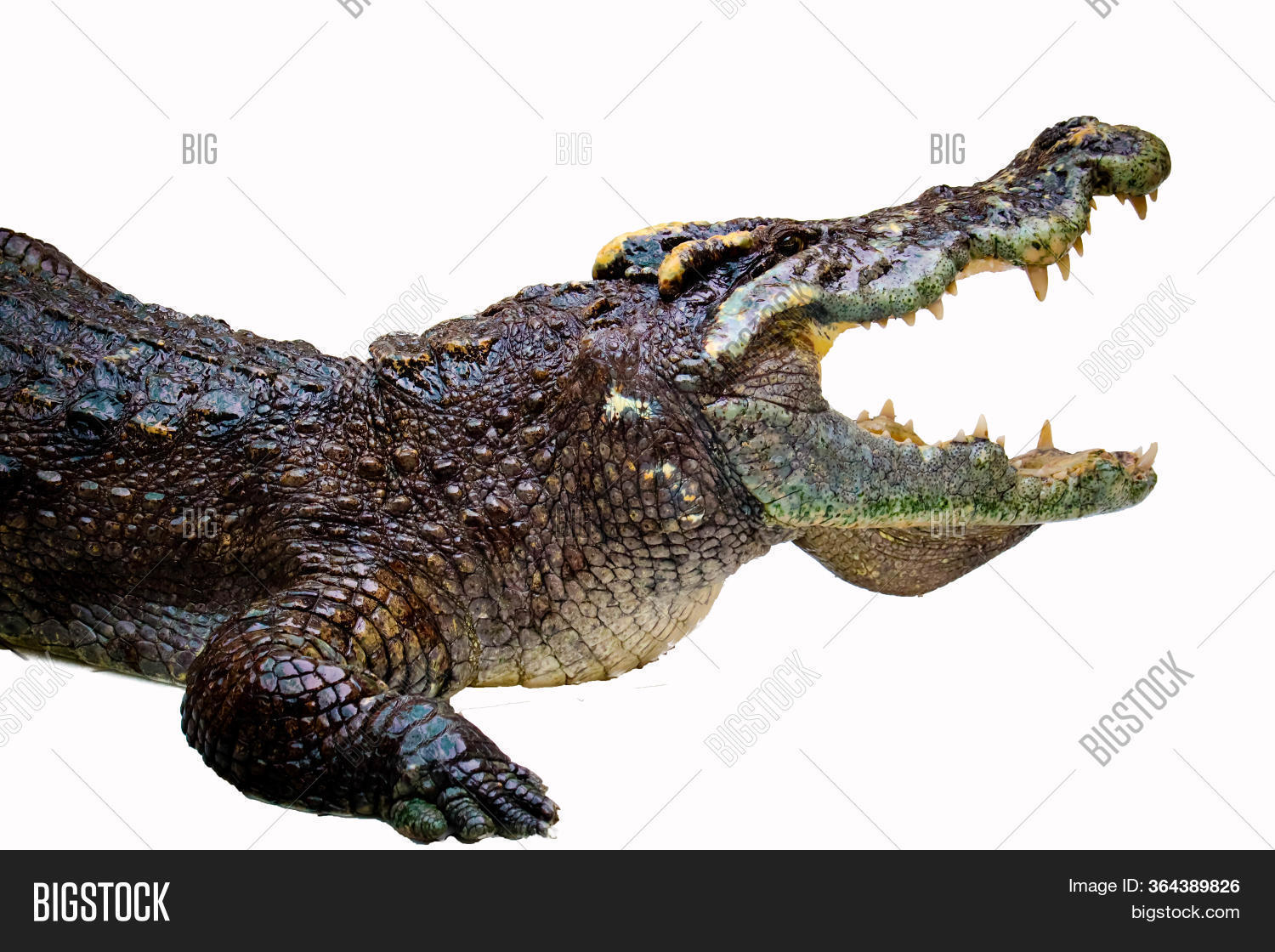Crocodile Isolated On Image & Photo (Free Trial) | Bigstock