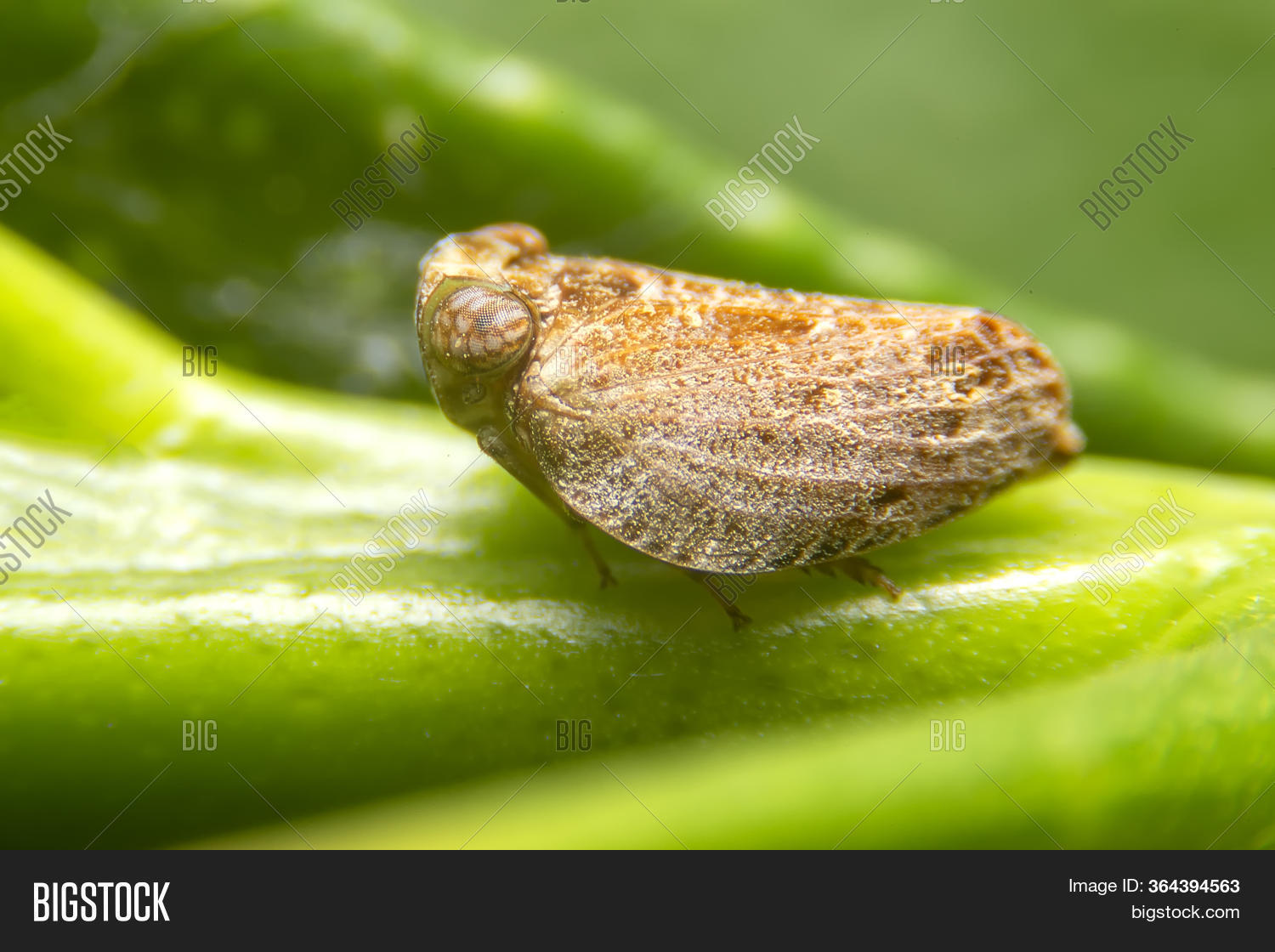 Close Brown Image & Photo (Free Trial) | Bigstock