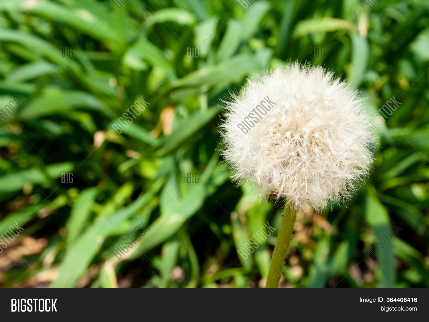 White Dandelion On Image & Photo (Free Trial) | Bigstock