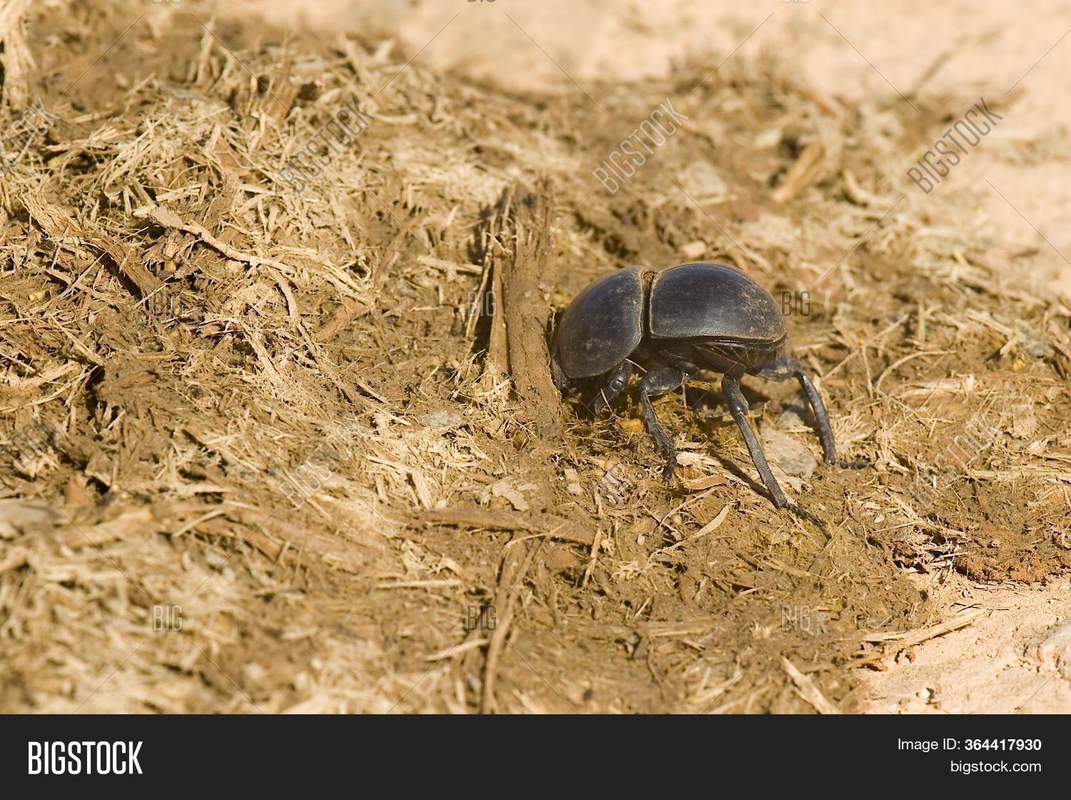 Flightless Dung Beetle Image & Photo (Free Trial) | Bigstock