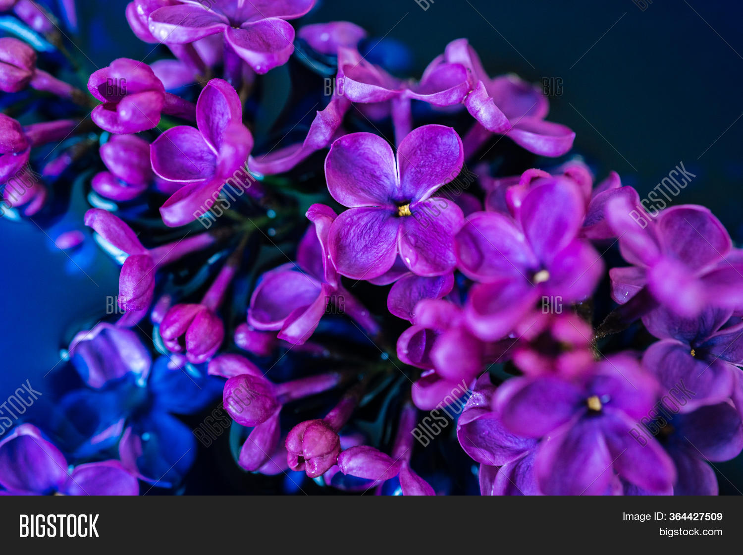 Lilac Flower Closeup Image & Photo (Free Trial) | Bigstock