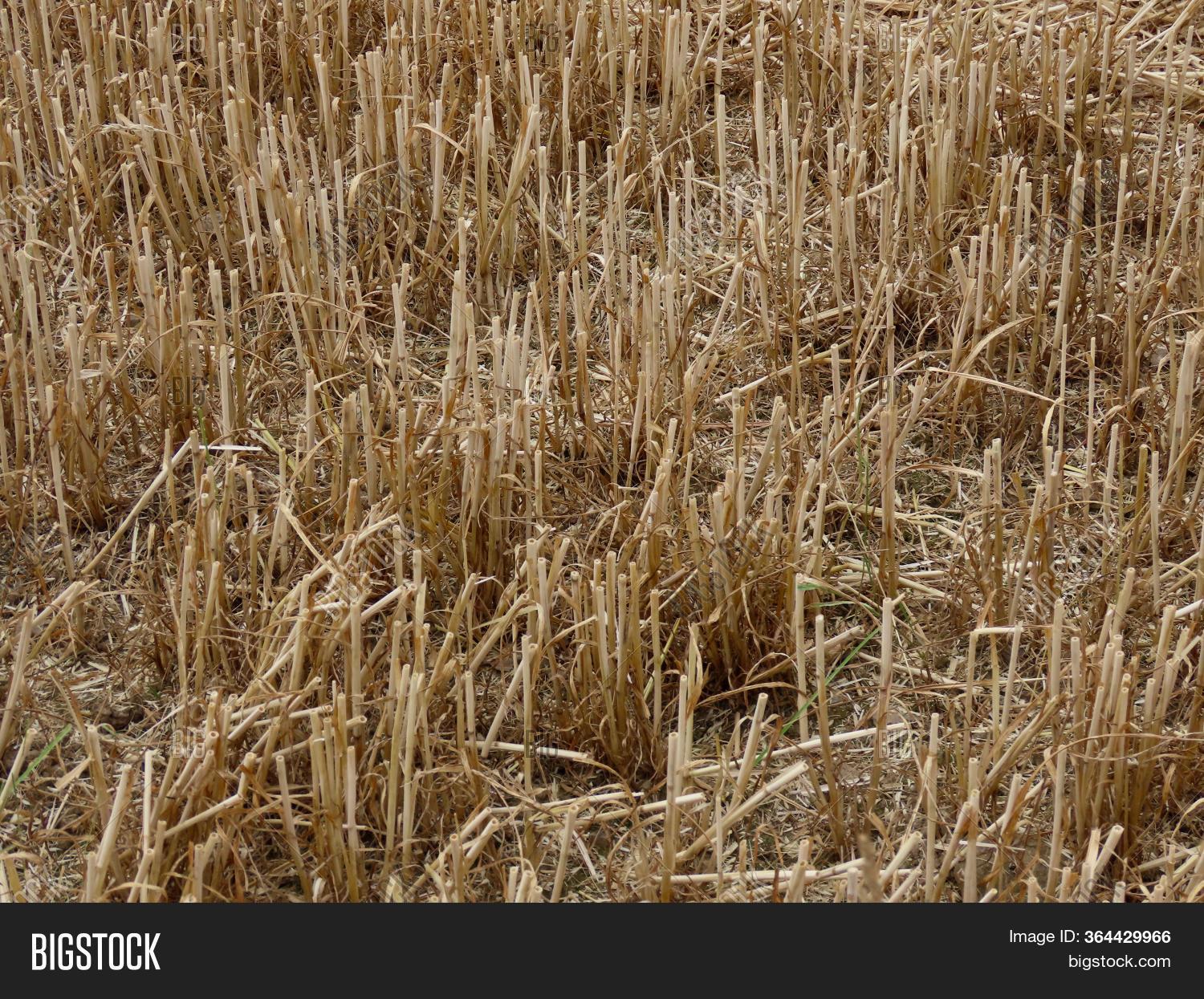 Dry Yellow Wheat Image & Photo (Free Trial) | Bigstock