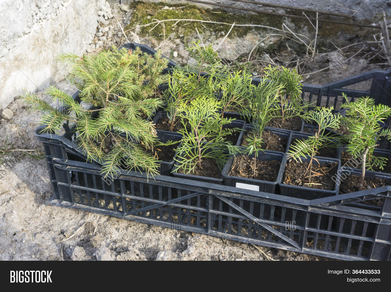 Potted Seedlings. Image & Photo (Free Trial) | Bigstock